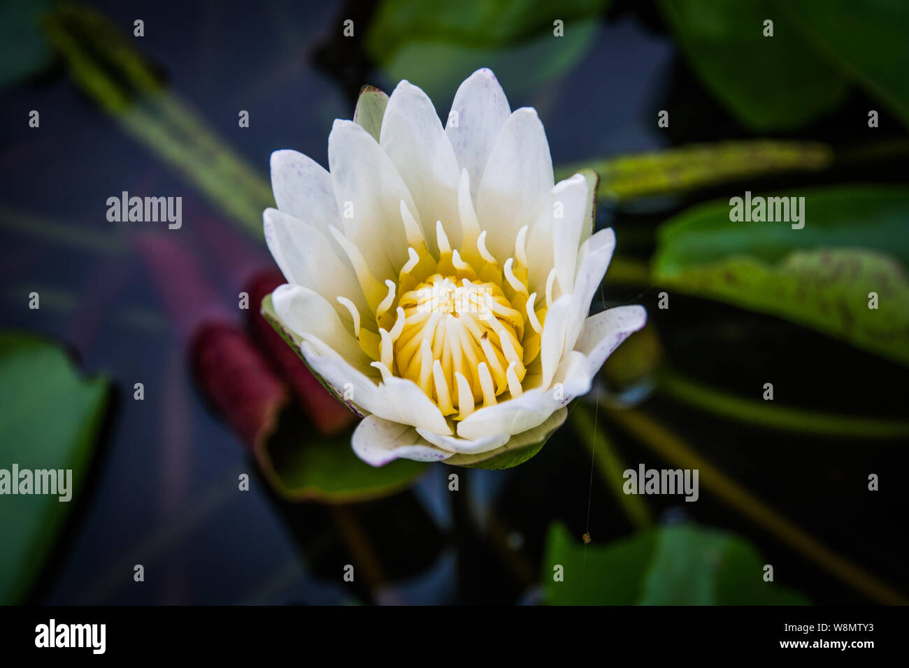 Side view, Closeup white lotus flowers bloom in the water Stock Photo ...