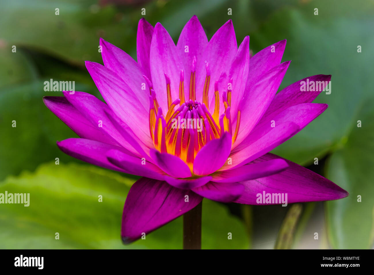 Side view, Closeup pink lotus flowers bloom in the water Stock Photo ...