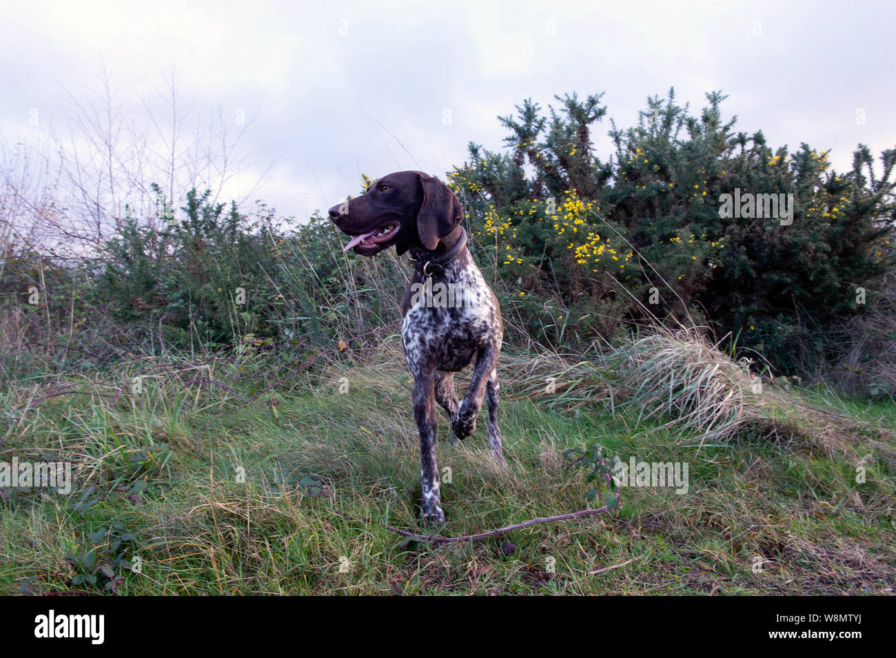 German Short-haired Pointer Stock Photo - Alamy