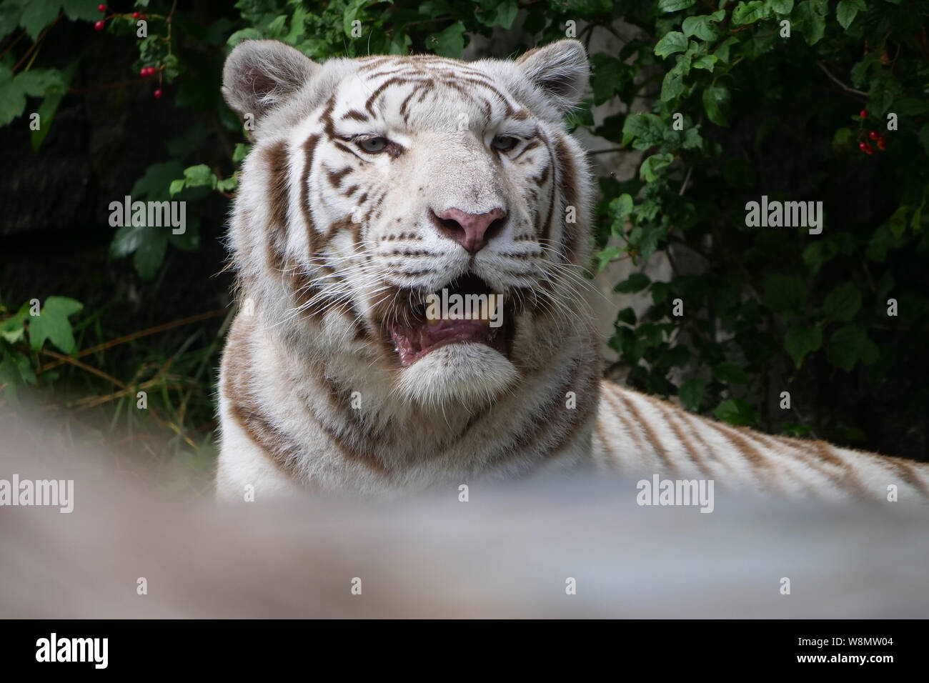 Brussels, Belgium. 9th Aug, 2019. A white tiger is seen at Pairi Daiza ...