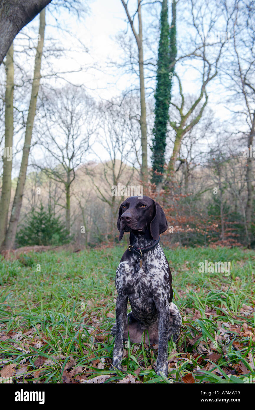 Short haired pointer dog hi-res stock photography and images - Alamy