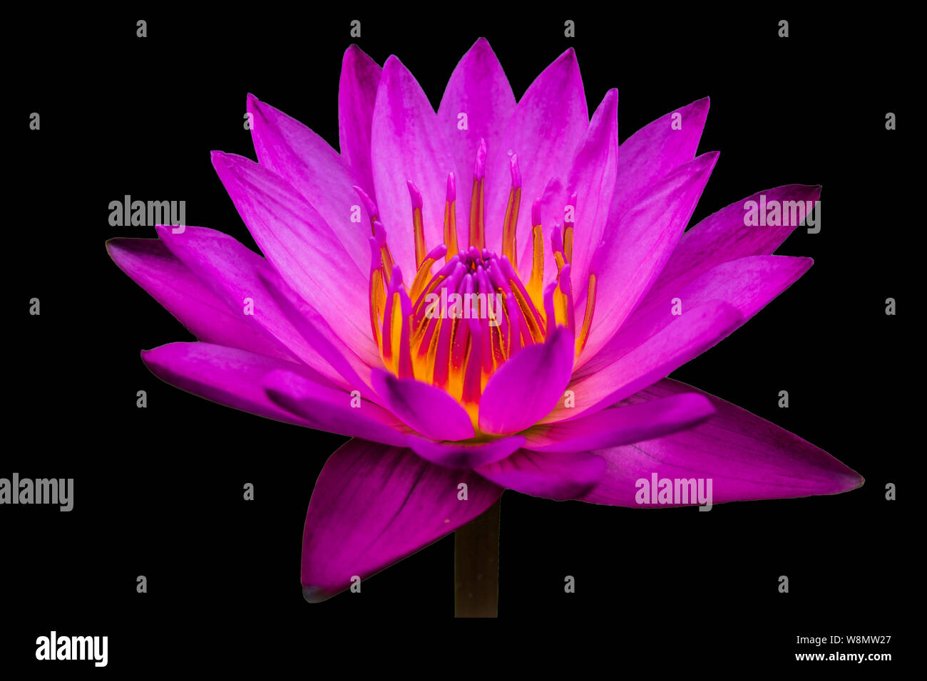 Side view, Closeup pink lotus flowers bloom in the water on white ...