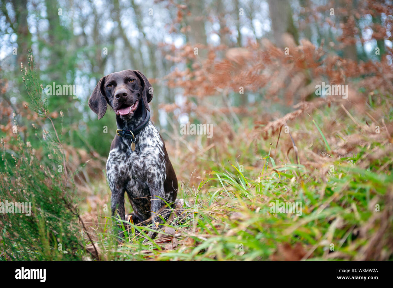 Short haired pointer dog hi-res stock photography and images - Alamy