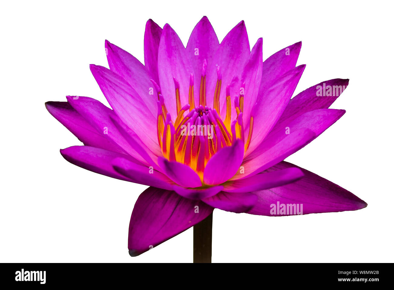 Side view, Closeup pink lotus flowers bloom in the water on white ...
