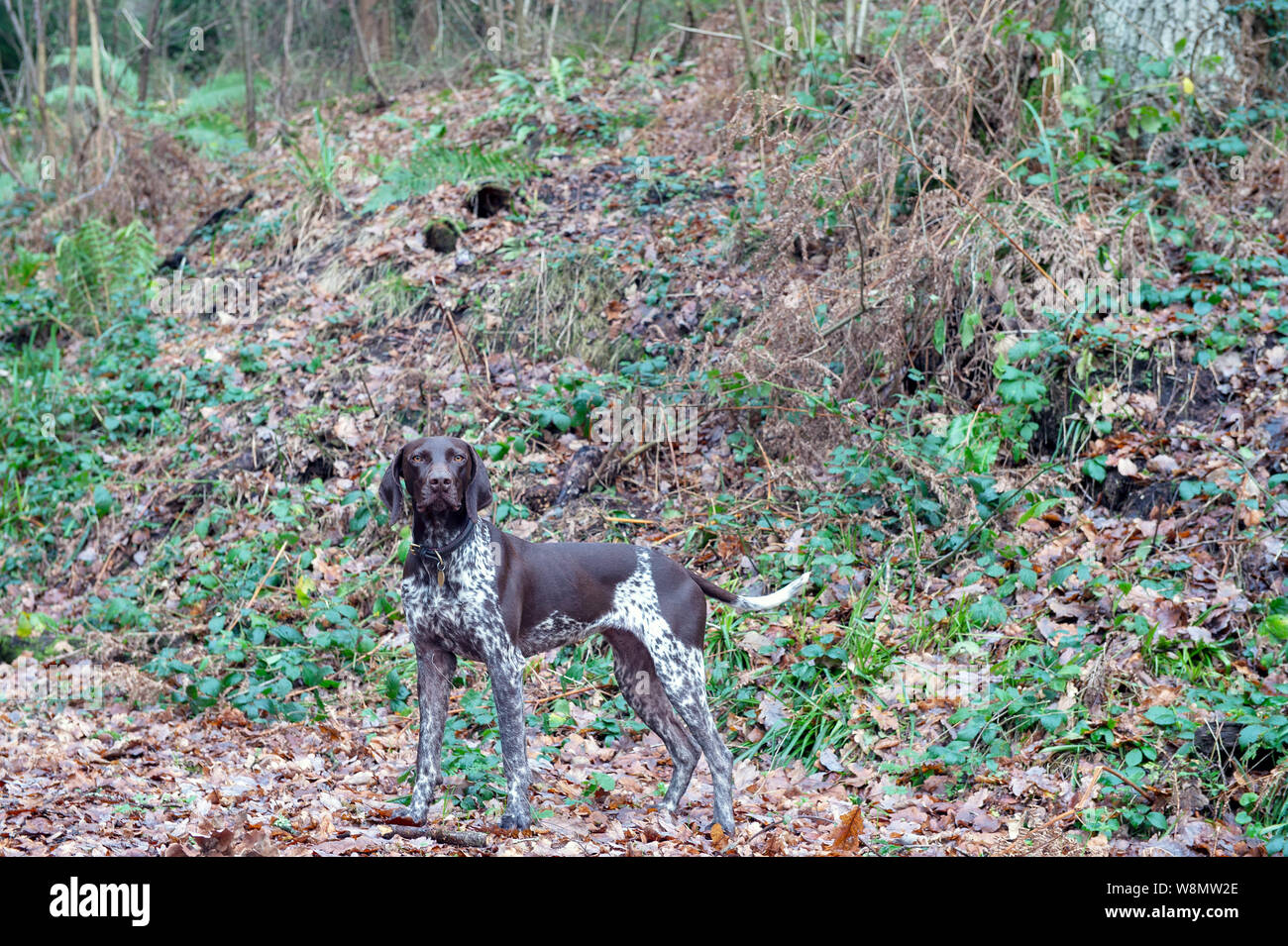 German Short-haired Pointer Stock Photo - Alamy