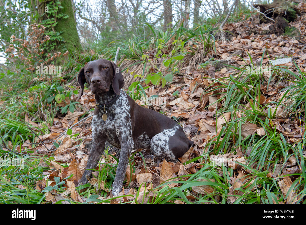 German Short-haired Pointer Stock Photo - Alamy