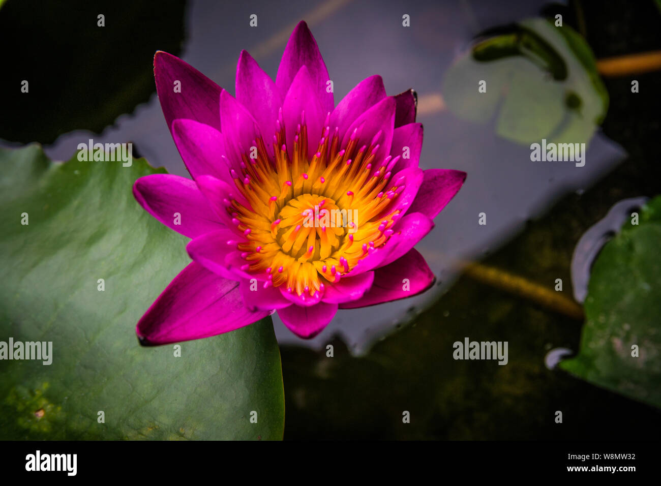 Side view, Closeup pink lotus flowers small bloom Stock Photo - Alamy