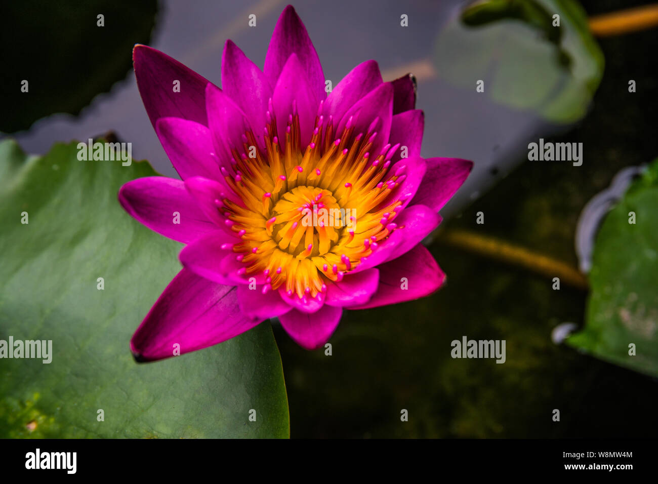 Side view, Closeup pink lotus flowers small bloom Stock Photo - Alamy