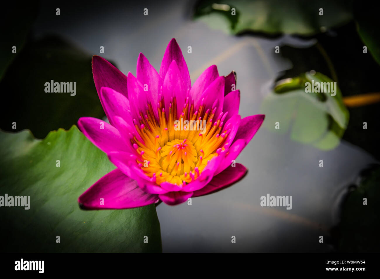 Side view, Closeup pink lotus flowers small bloom Stock Photo - Alamy
