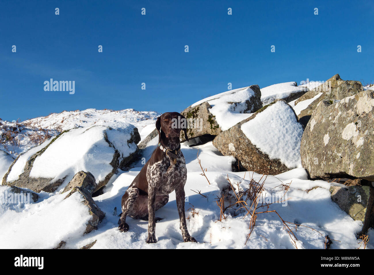 German Short-haired Pointer Stock Photo - Alamy