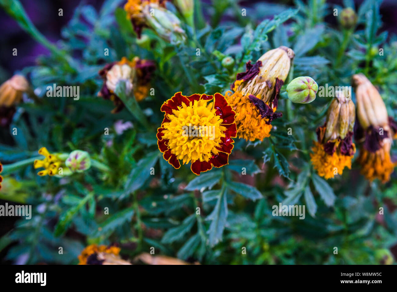 The Yellow-Red calendula flower in the garden with green blade ...