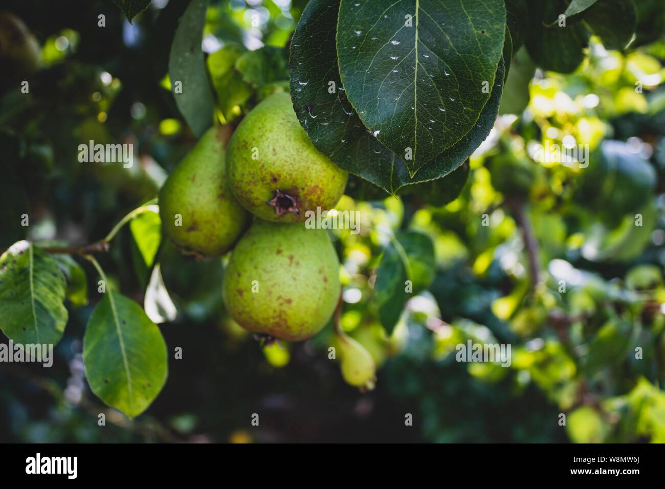 Pear tree in Portugal. Summer time. Natural light Stock Photo - Alamy