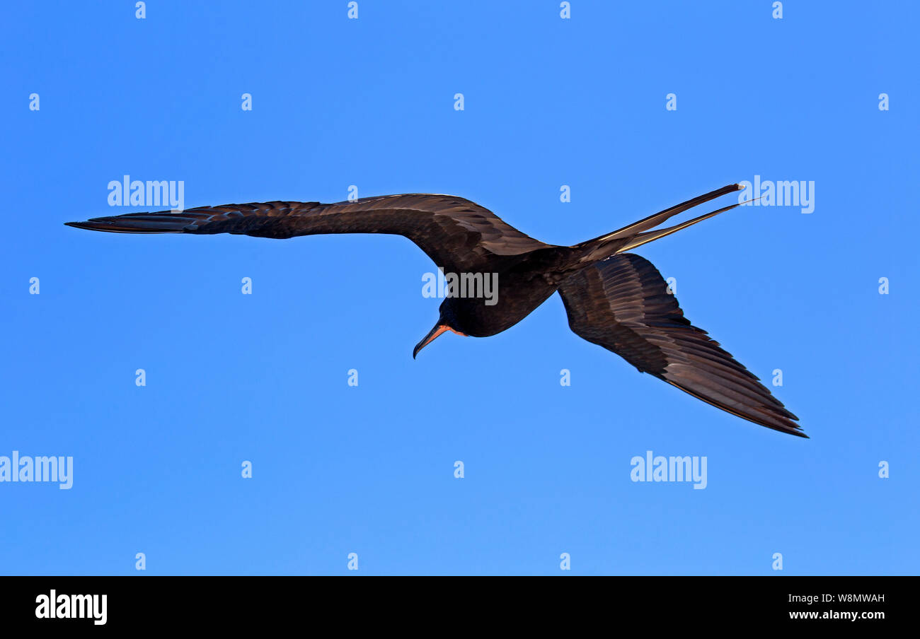 Frigate birds hi-res stock photography and images - Alamy