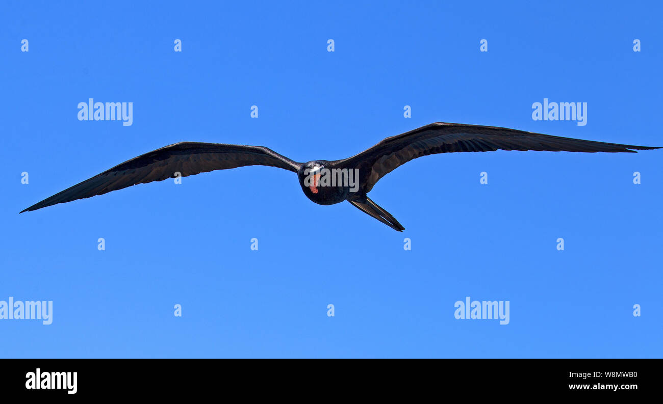 Frigate birds on pacific hi-res stock photography and images - Alamy