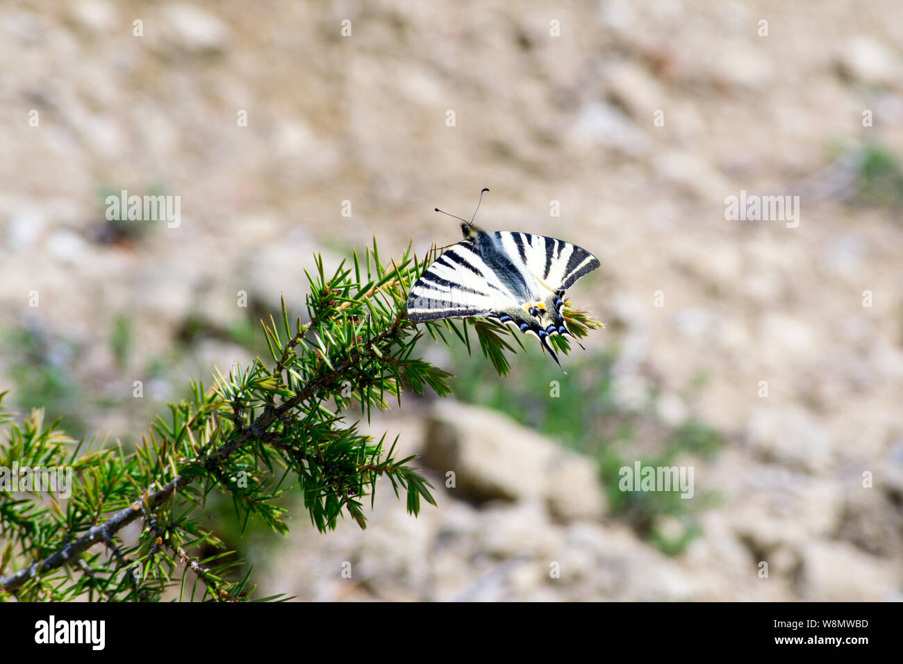 Close up of a butterfly standing on a plant Stock Photo - Alamy