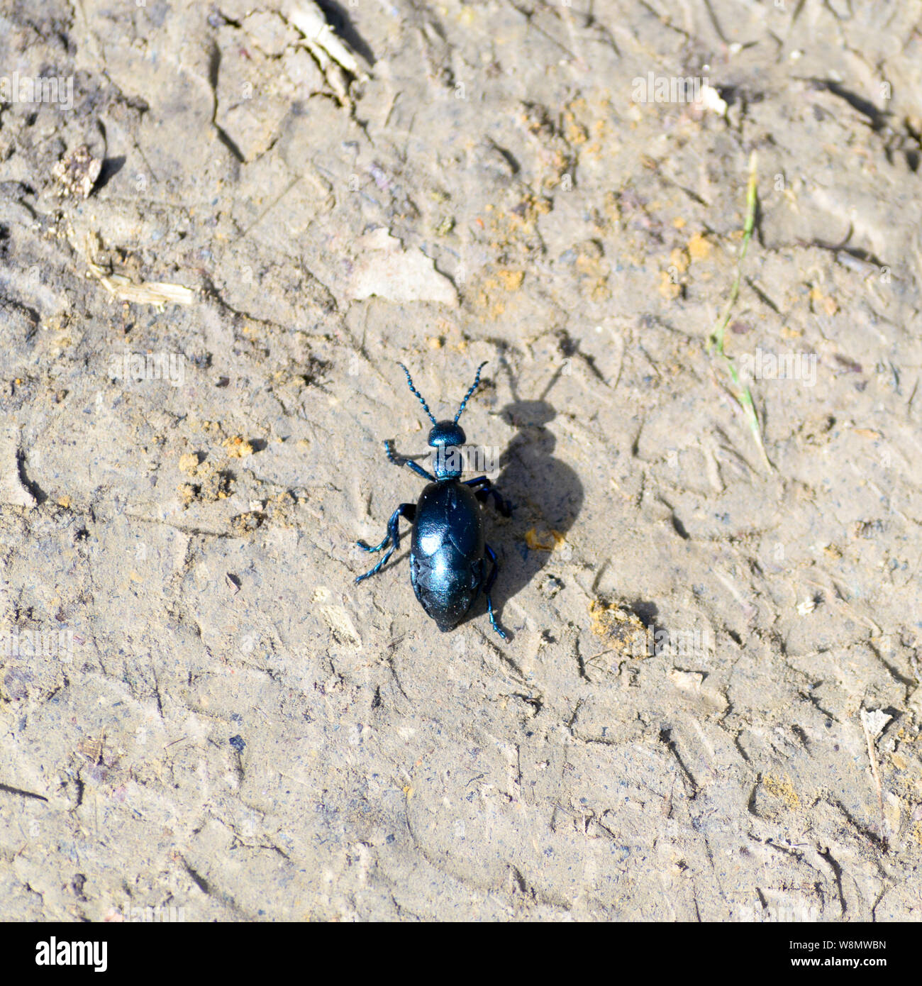 A nice glossy black scarab walking on the ground in the forest Stock ...