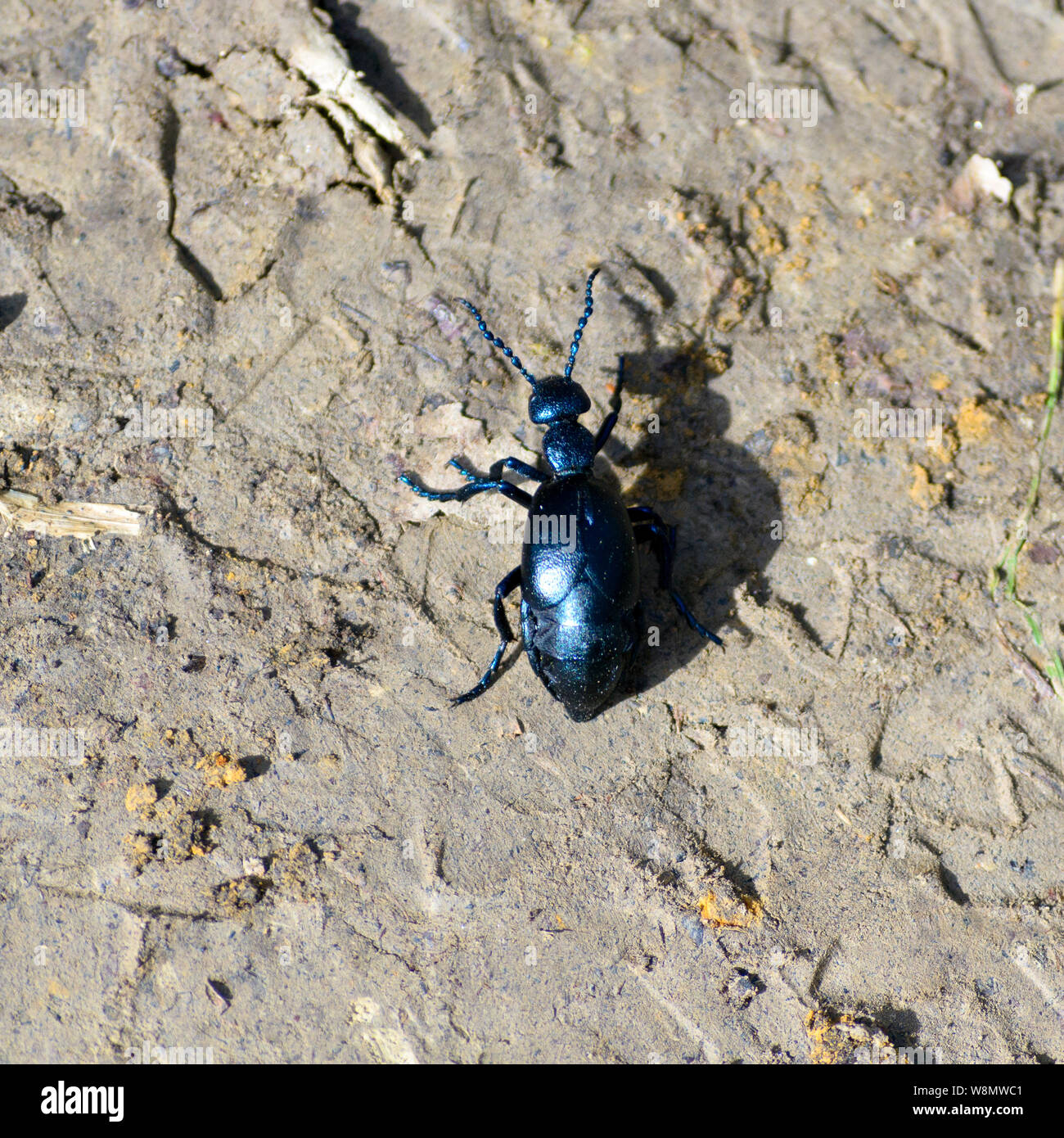 A nice glossy black scarab walking on the ground in the forest Stock ...