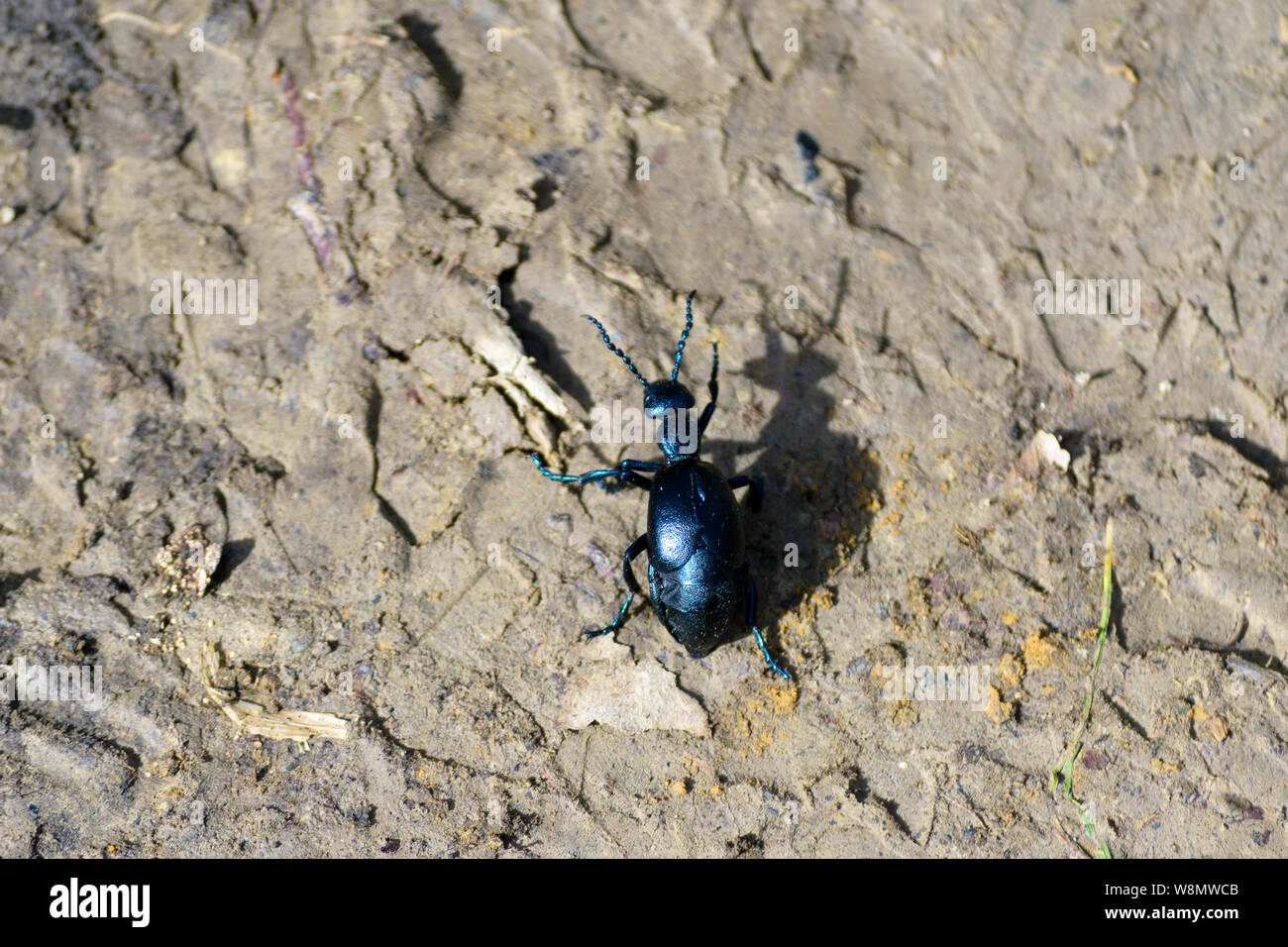 A nice glossy black scarab walking on the ground in the forest Stock ...