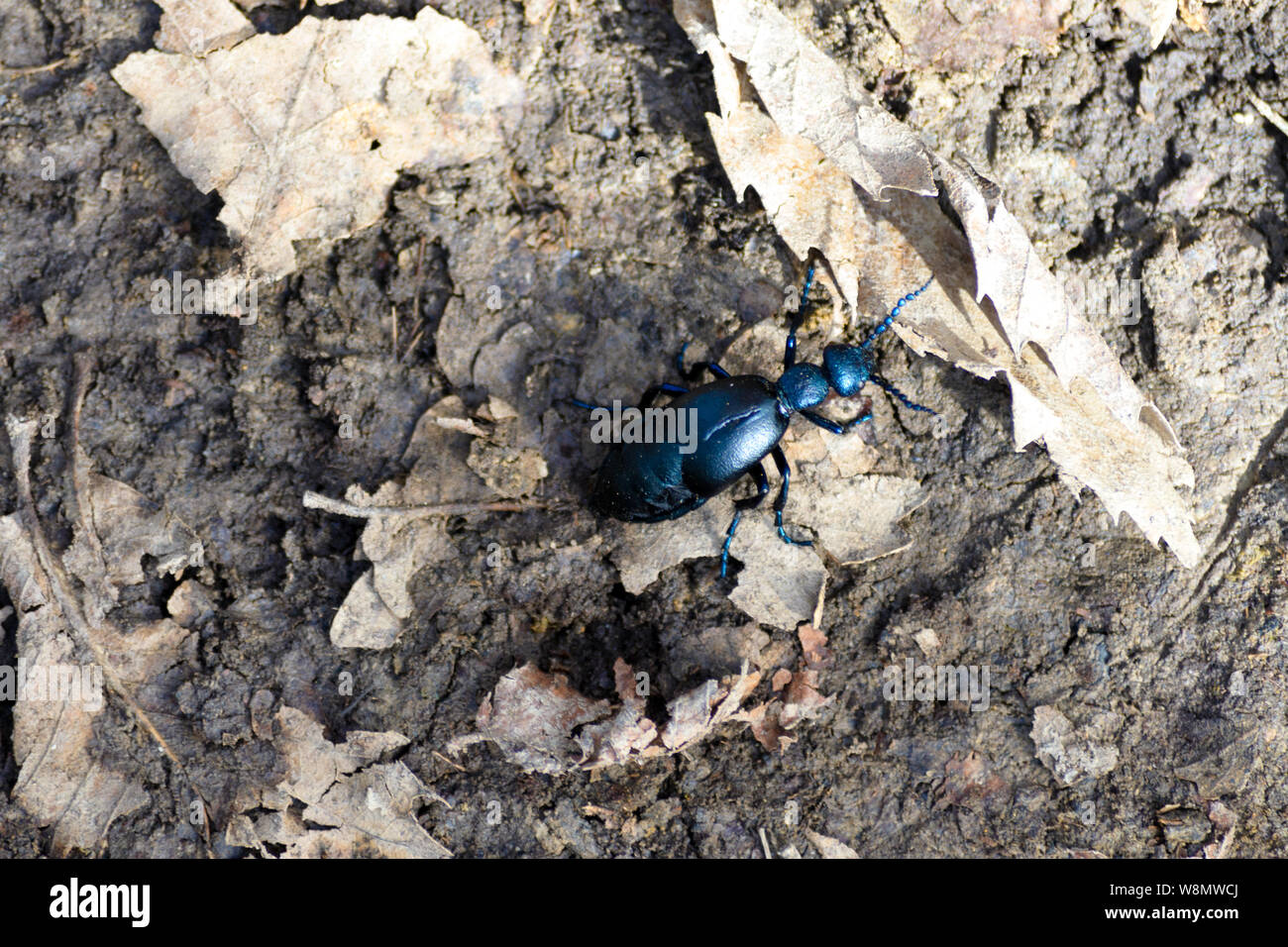 A nice glossy black scarab walking on the ground in the forest Stock ...