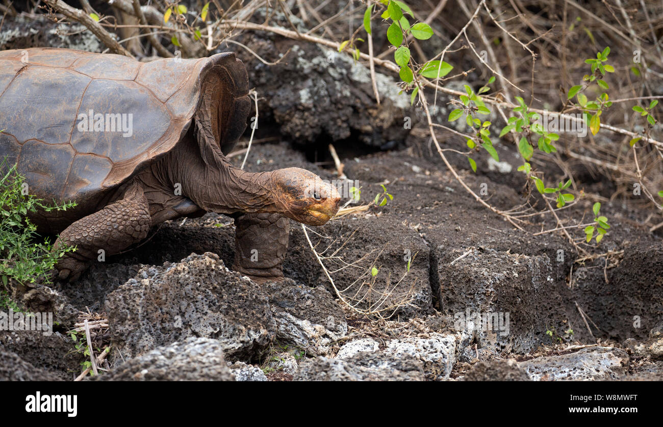 Diego the famous Tortoise of isla Santa Cruz, Ecuador Stock Photo - Alamy
