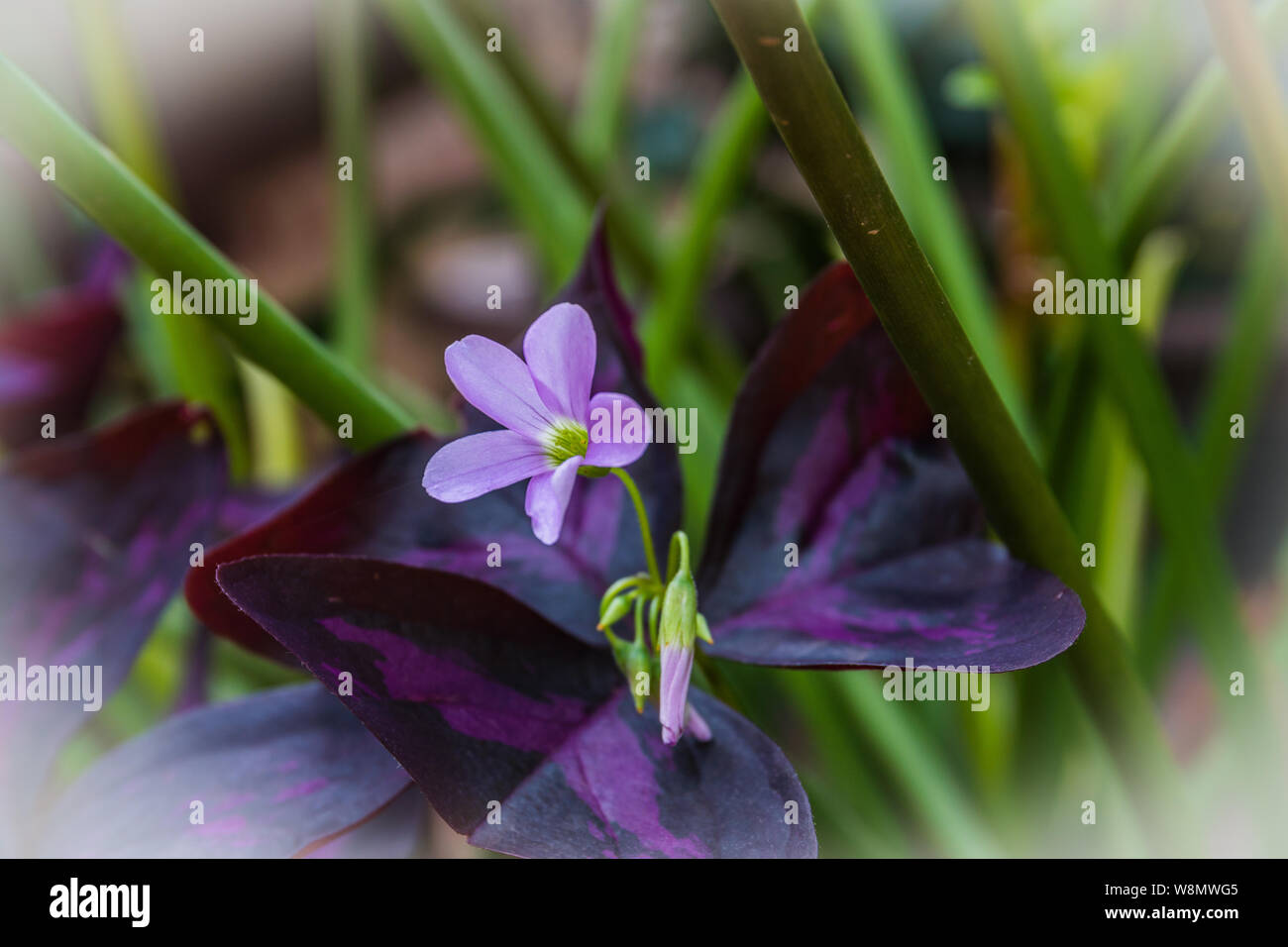 oxalis triangularis, commonly called false shamrock flower Stock Photo ...