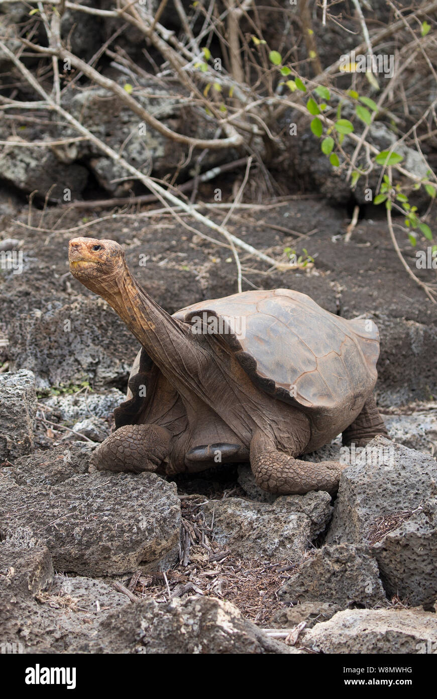 Galapagos tortoise santa cruz close hi-res stock photography and images ...