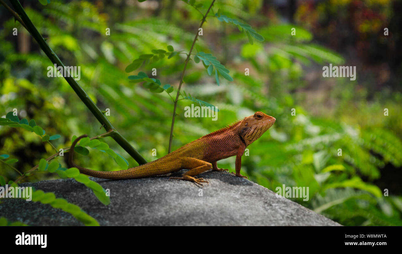 A close-up of tropical lizard sitting on the stone. Burmese wildlife ...