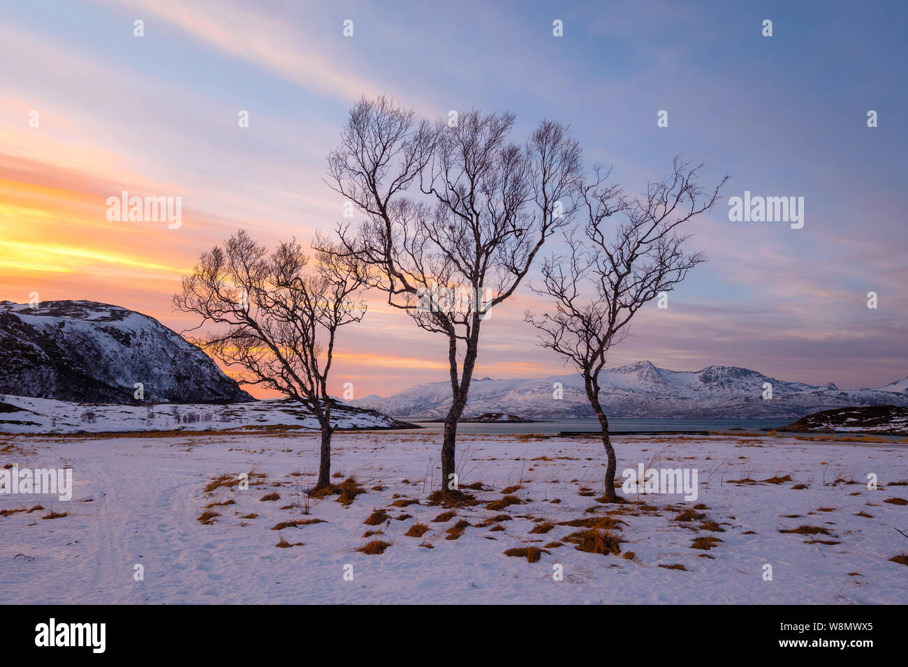 Arctic winterlandscape with three trees with colorful sunset, Norway ...
