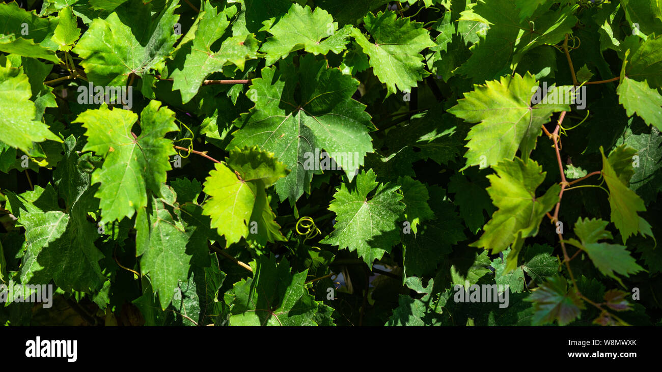 Green leaves of grape plant as a summer natural concept Stock Photo - Alamy