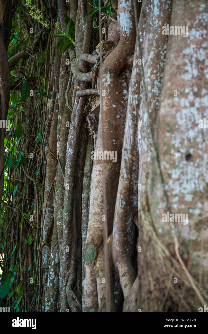 The wall of vine and tree root Stock Photo - Alamy