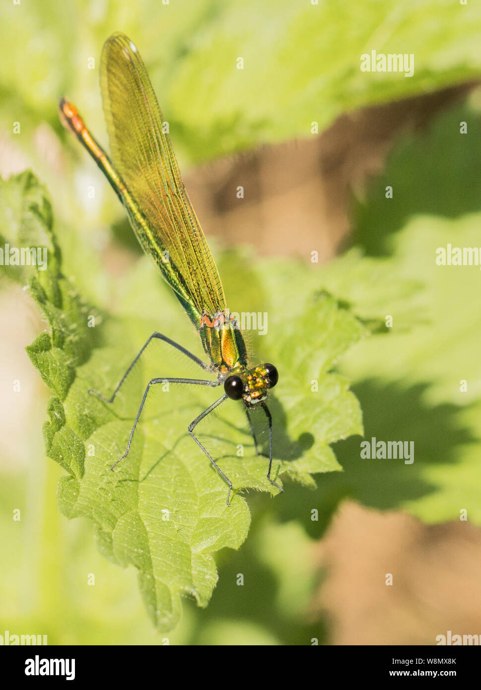 Female damselfly wings hi-res stock photography and images - Alamy