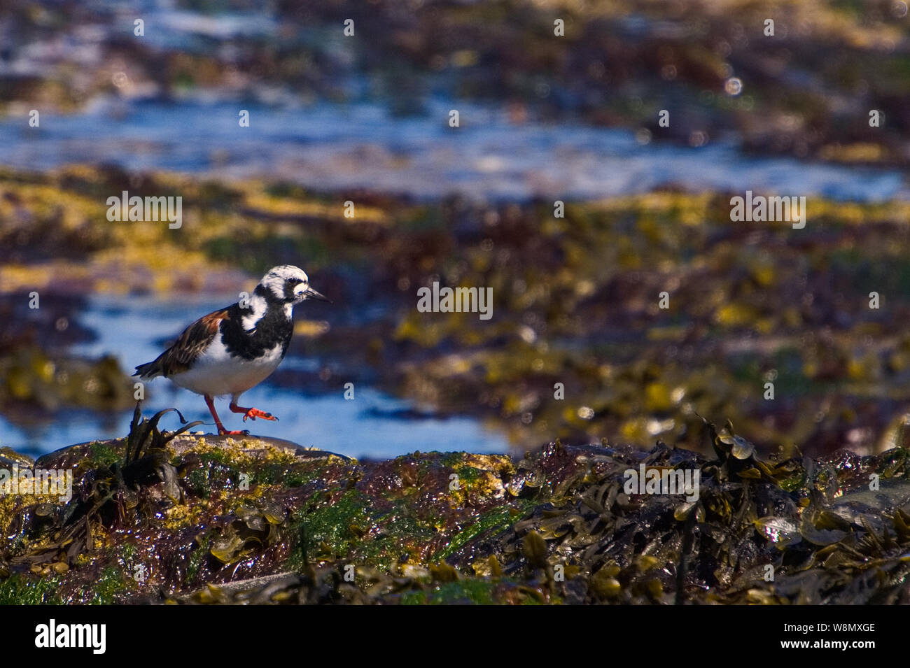 Male turnstone hi-res stock photography and images - Alamy