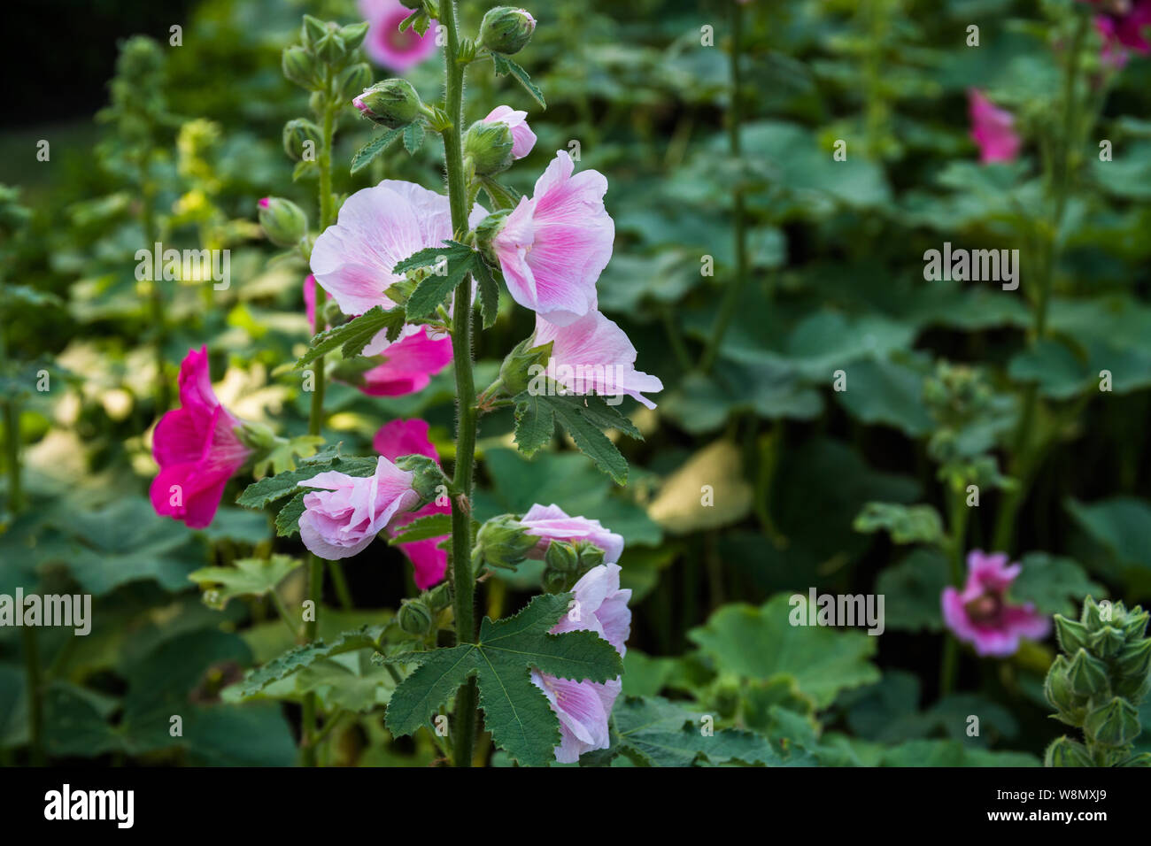 Pink hollyhocks in the green field Stock Photo - Alamy
