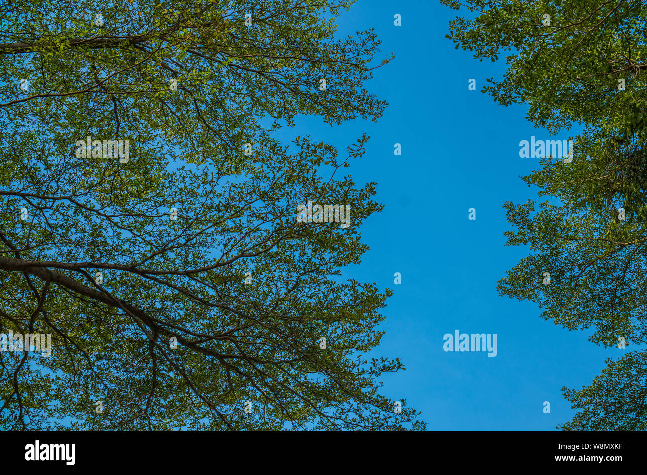 View under the tree hi-res stock photography and images - Alamy