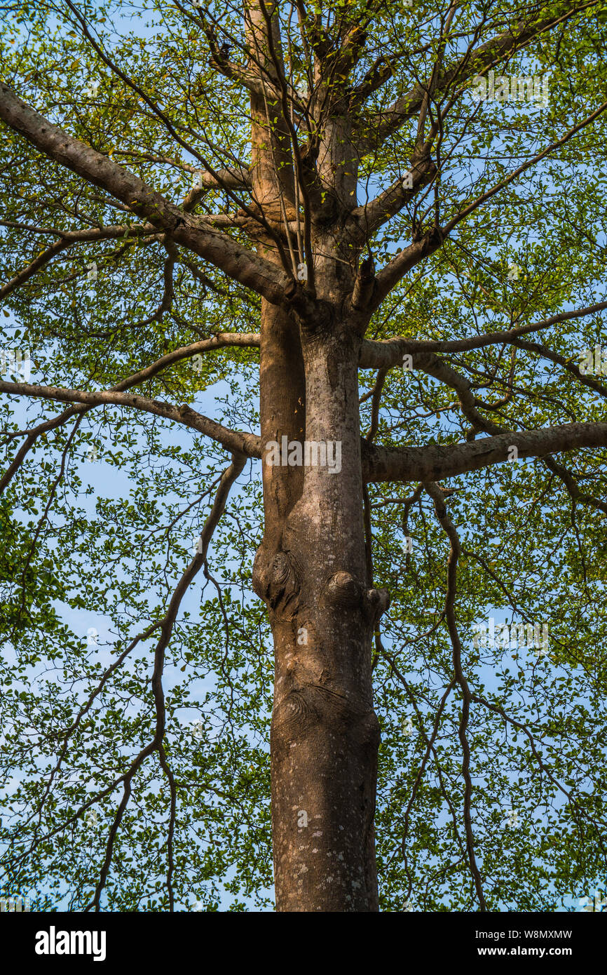 Looking up at a beautiful tree Stock Photo - Alamy