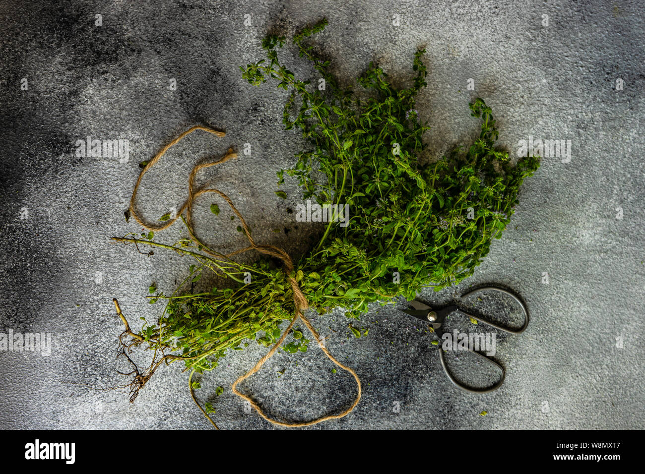 Cooking concept with traditional georgian herb local oregano - ombalo ...