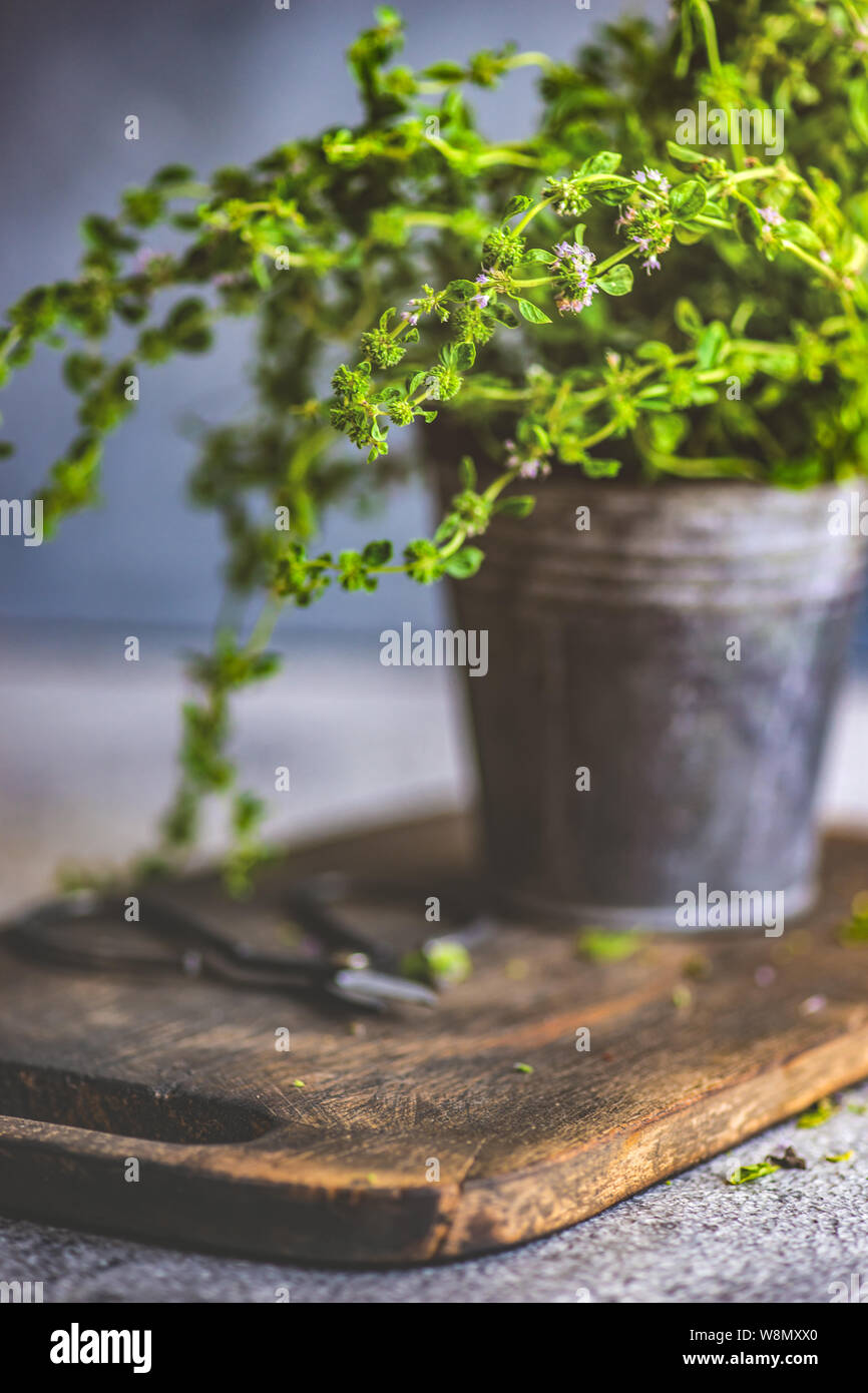 Cooking concept with traditional georgian herb local oregano - ombalo ...