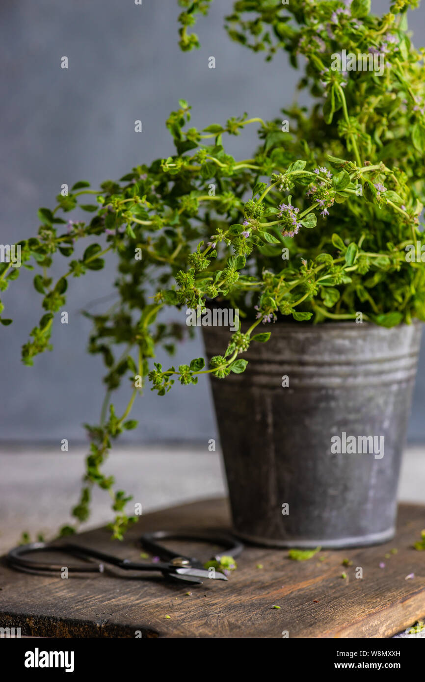 Cooking concept with traditional georgian herb local oregano - ombalo ...