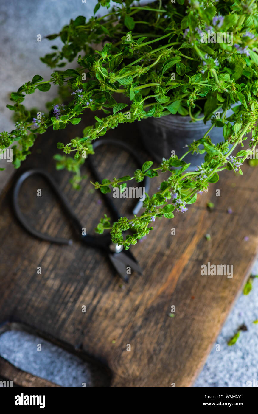 Cooking concept with traditional georgian herb local oregano - ombalo ...