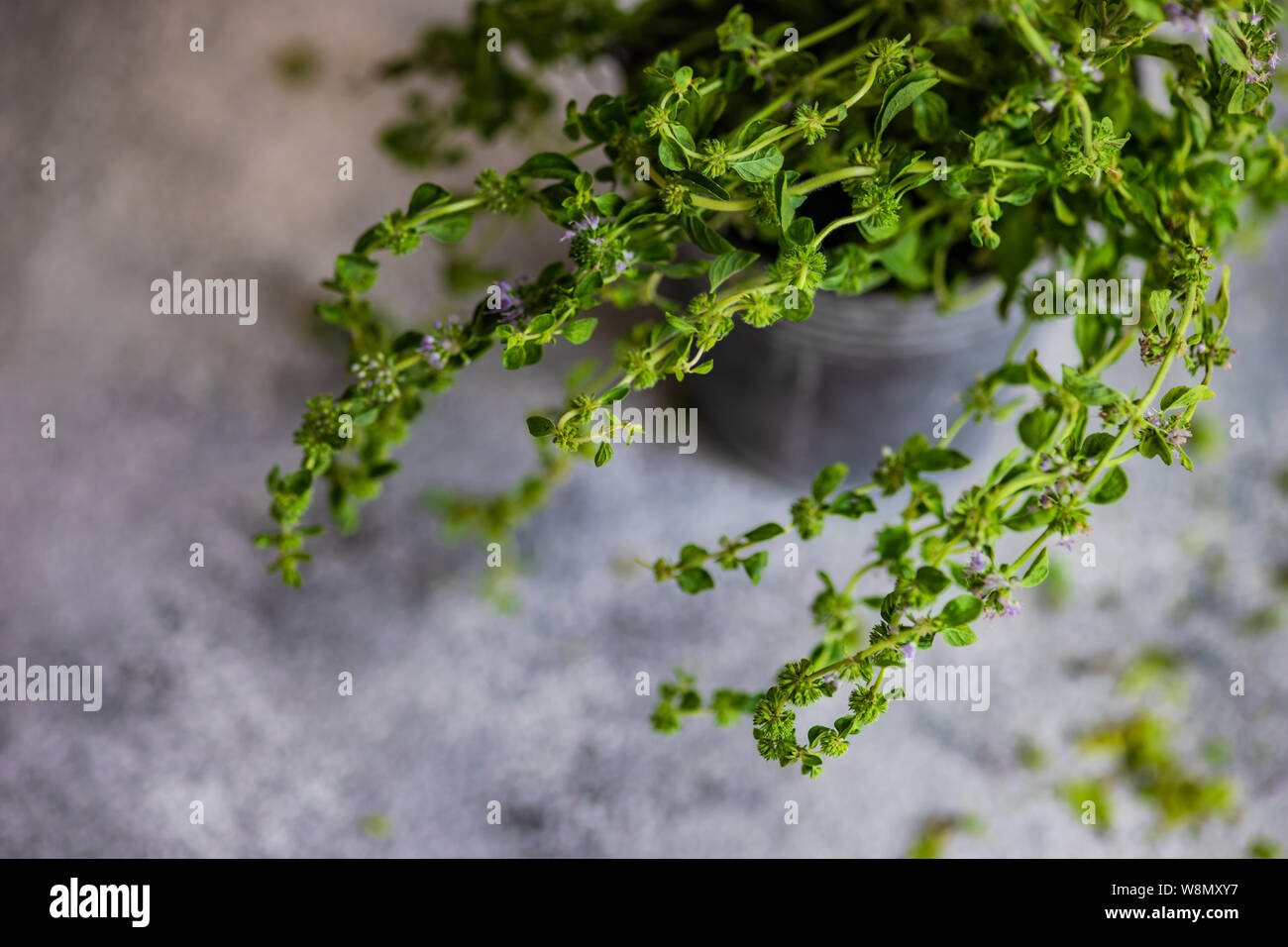 Cooking concept with traditional georgian herb local oregano - ombalo ...