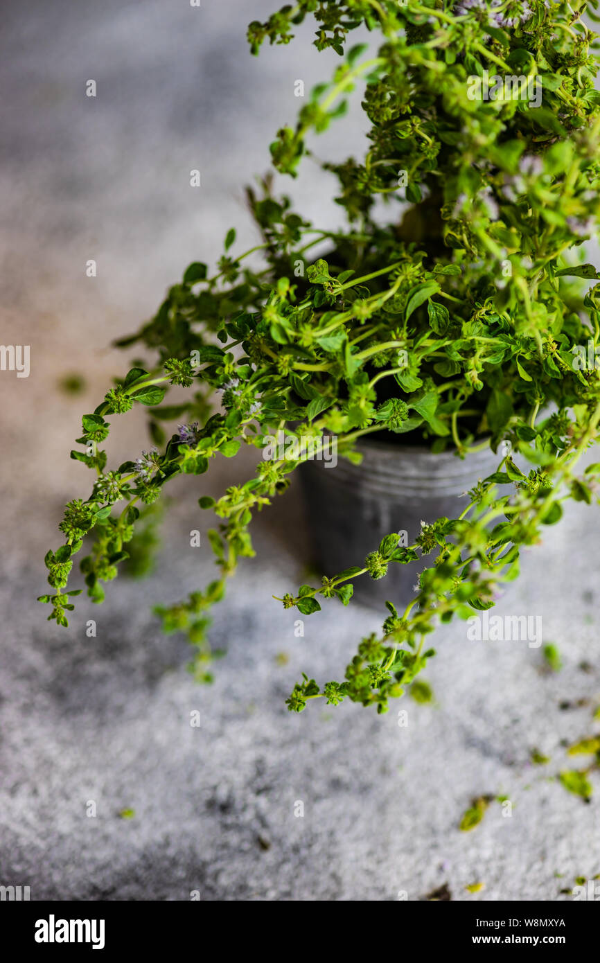 Cooking concept with traditional georgian herb local oregano - ombalo ...