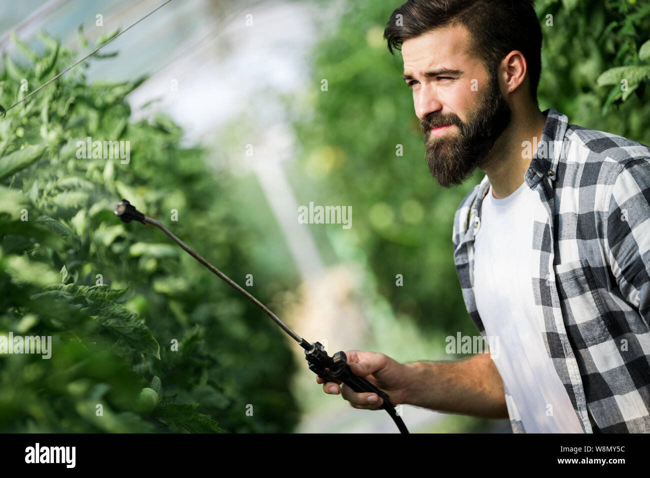 Spraying pesticide tomato hi-res stock photography and images - Alamy
