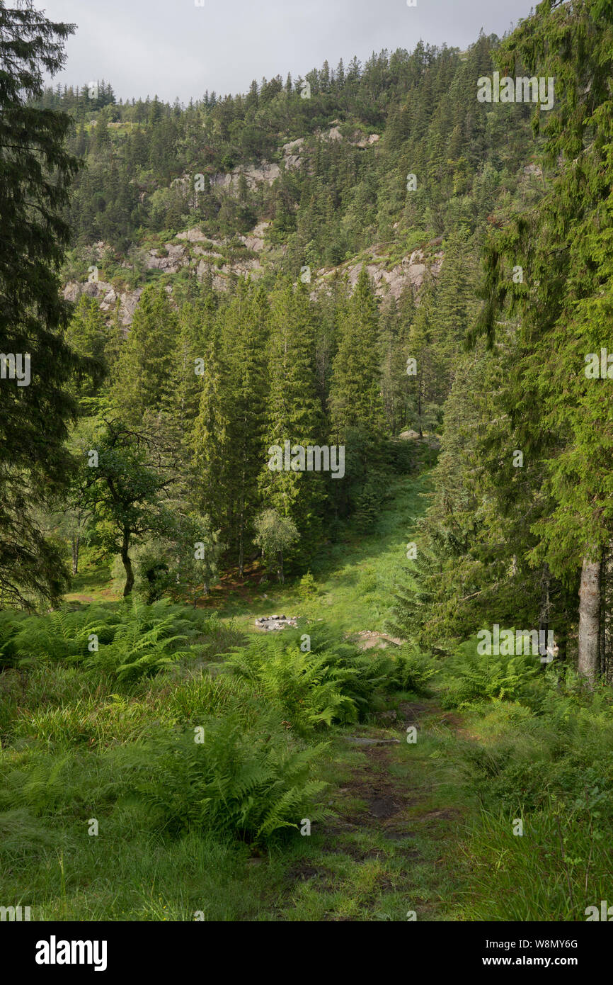 Forest walks and trails around Mount Floyen in Bergen,Norway Stock ...