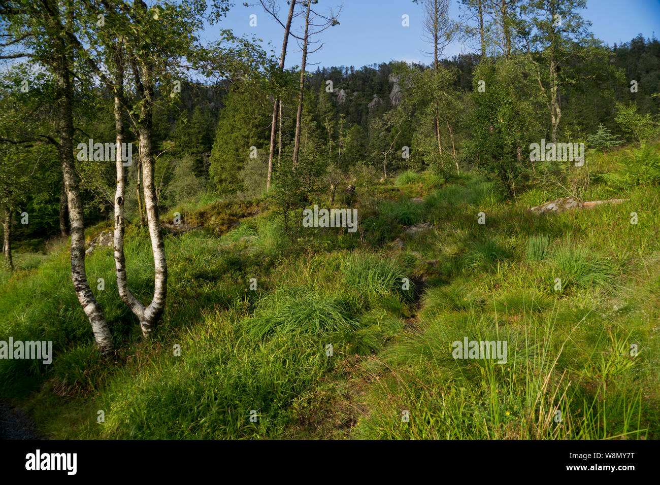 Forest walks and trails around Mount Floyen in Bergen,Norway Stock ...