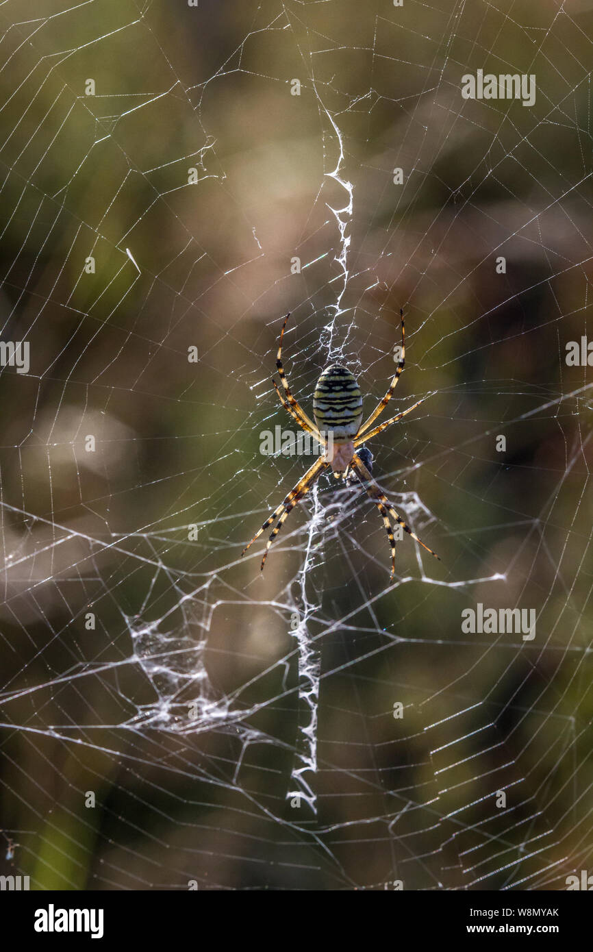 Argiope bruennichi eating (wasp spider / Wespenspinne Stock Photo - Alamy