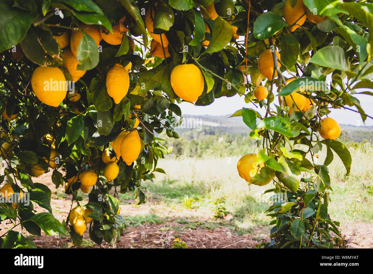 Lemon tree in Portugal. Summer time. Natural light Stock Photo - Alamy