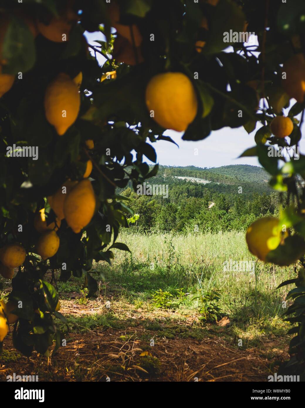 Lemon tree in Portugal. Summer time. Natural light Stock Photo - Alamy