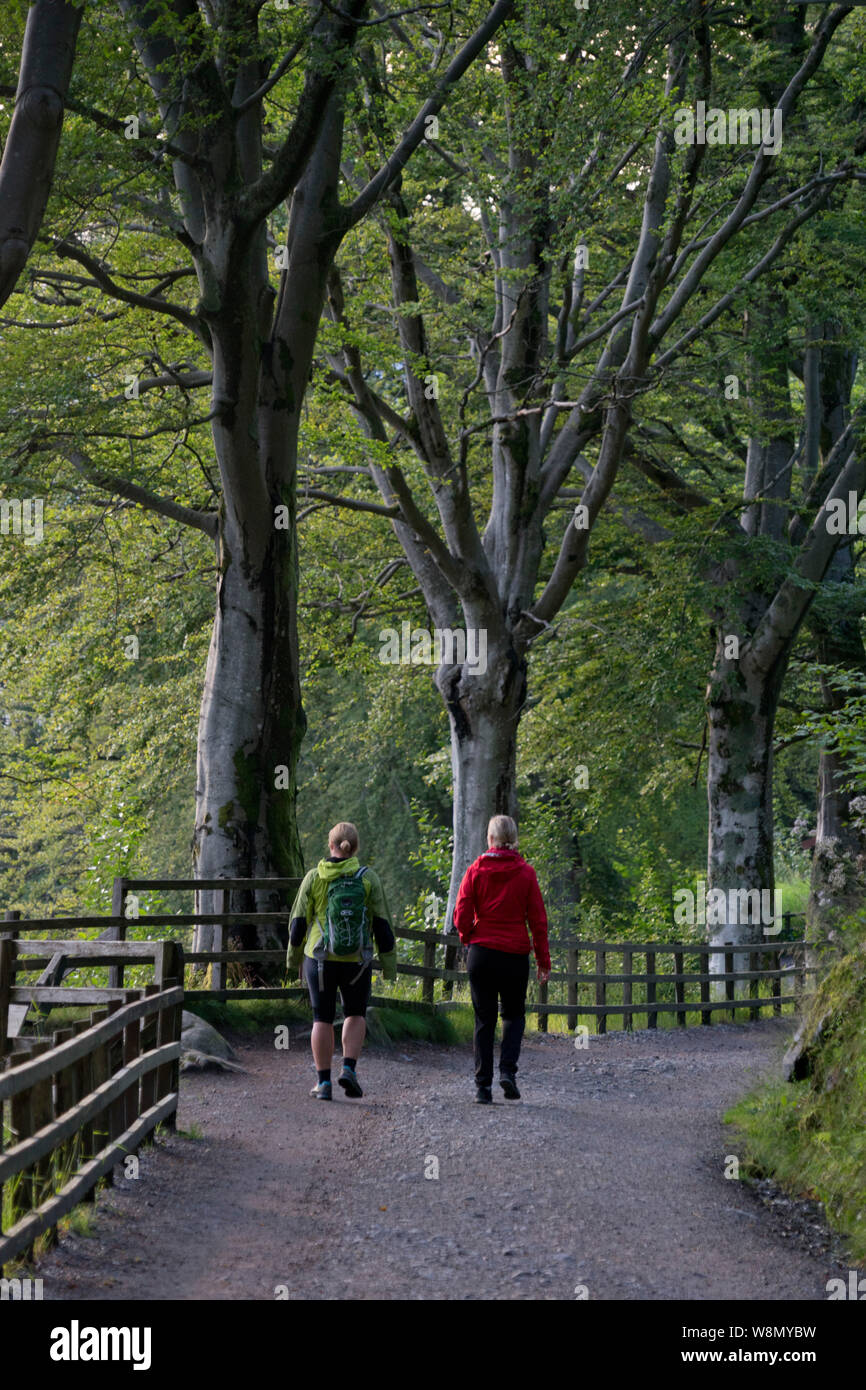 People walking on the forest trails around Mount Floyen in Bergen ...