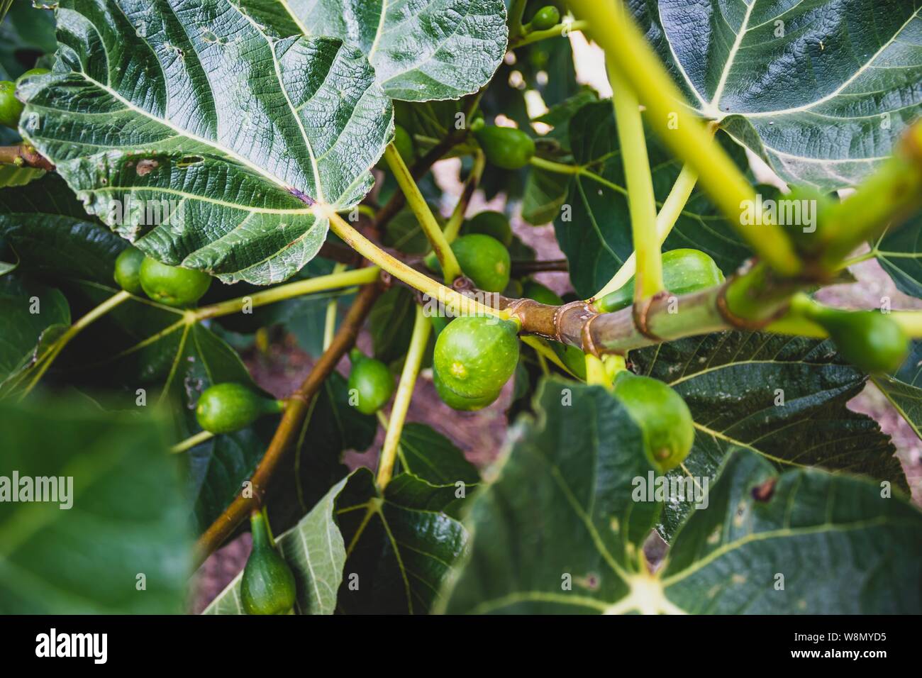 Aged fruit close up photo Stock Photo - Alamy