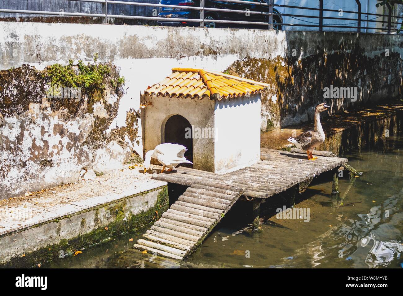 Blue goose house hi-res stock photography and images - Alamy